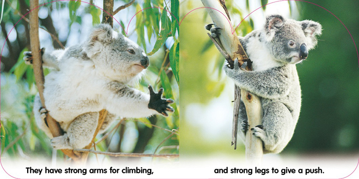 Buy Steve Parish - Board Book - Koala